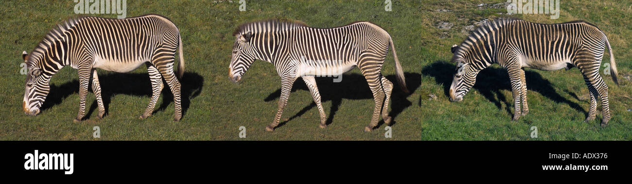 Different stripes patterns on three zebra in one herd Edinburgh Zoo UK ...