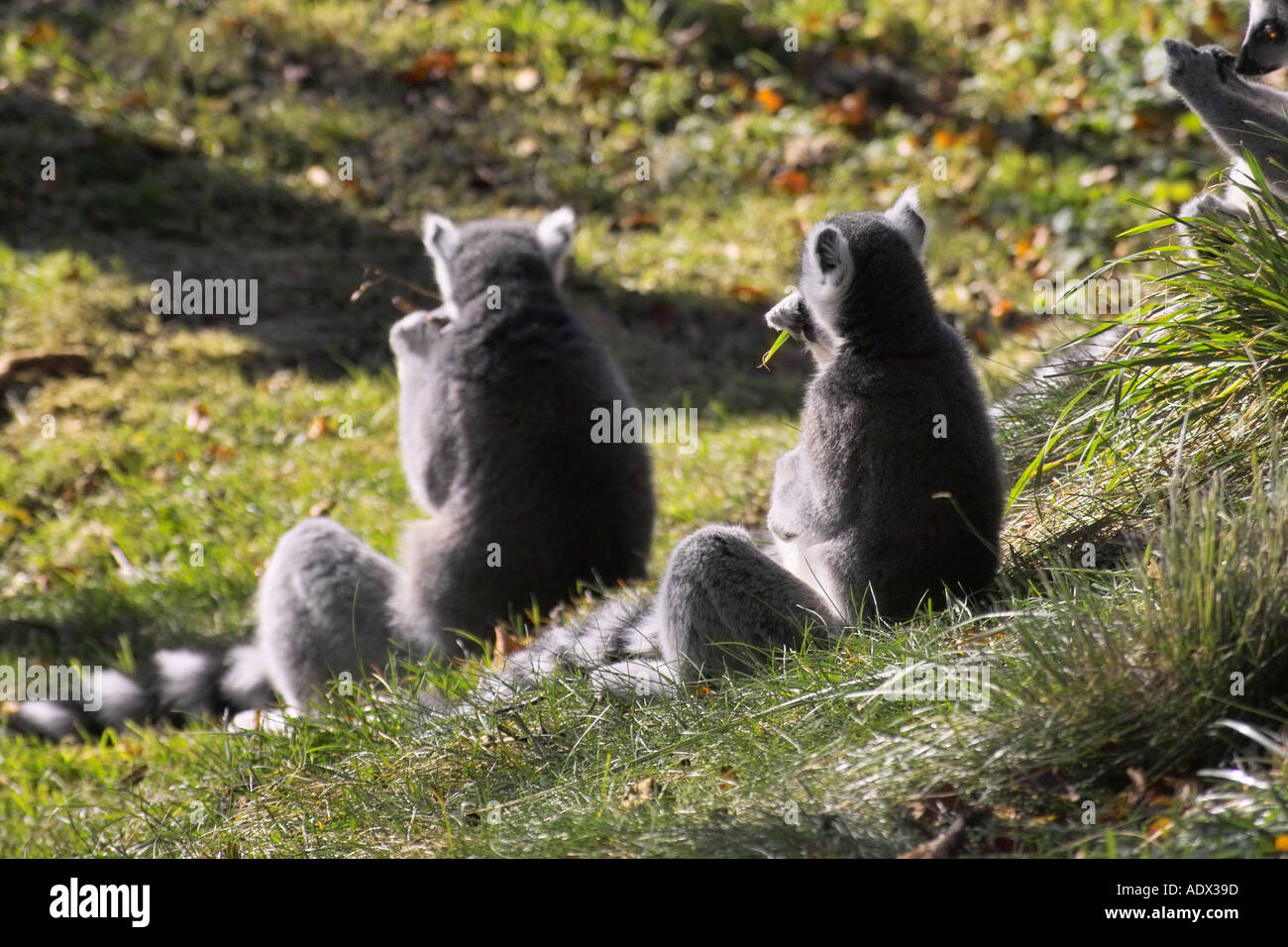 Ring tailed lemur couple hi-res stock photography and images - Alamy