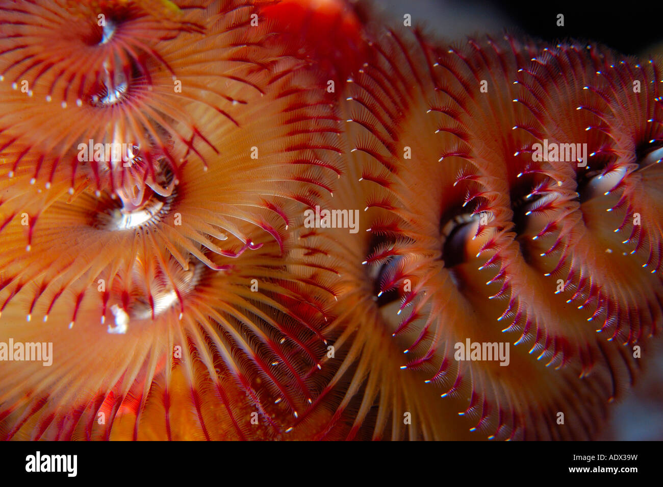 Christmas Tree Worms High Resolution Stock Photography and Images - Alamy