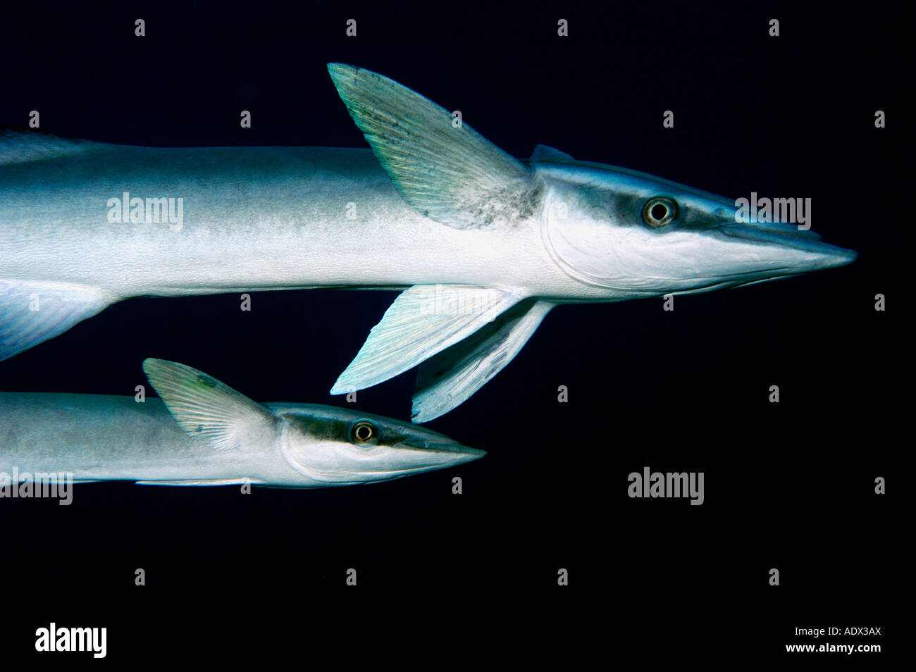 Slender sharksucker echeneis naucrates hi-res stock photography and ...