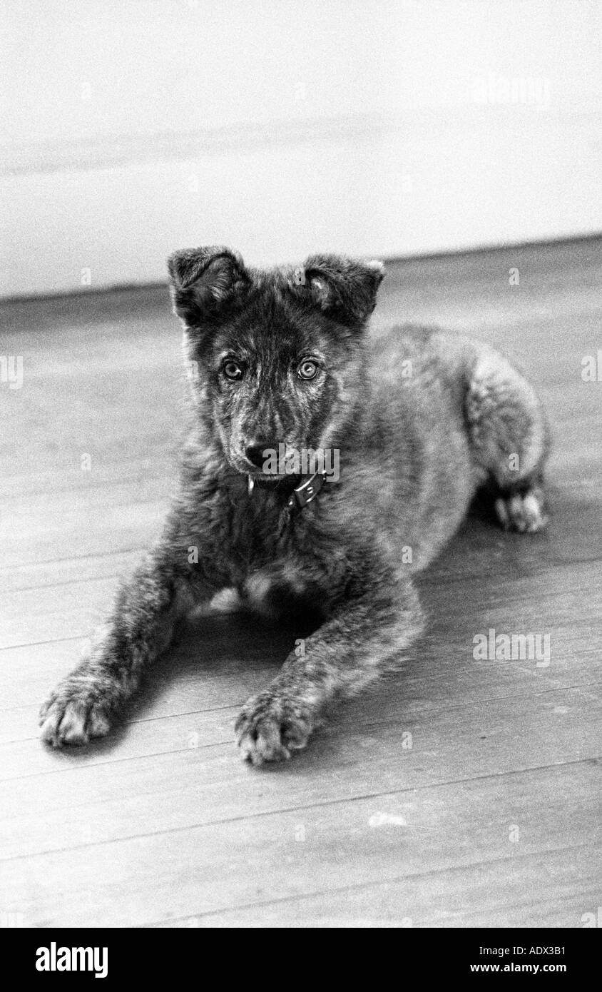 Small cute dog sitting Black and White Stock Photos & Images - Alamy