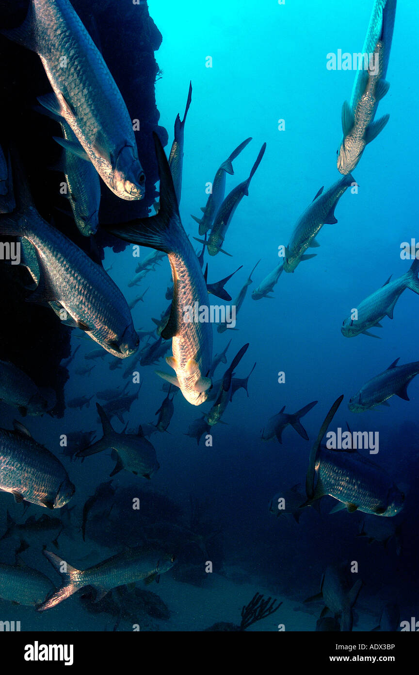 Tarpon cayman hi-res stock photography and images - Alamy