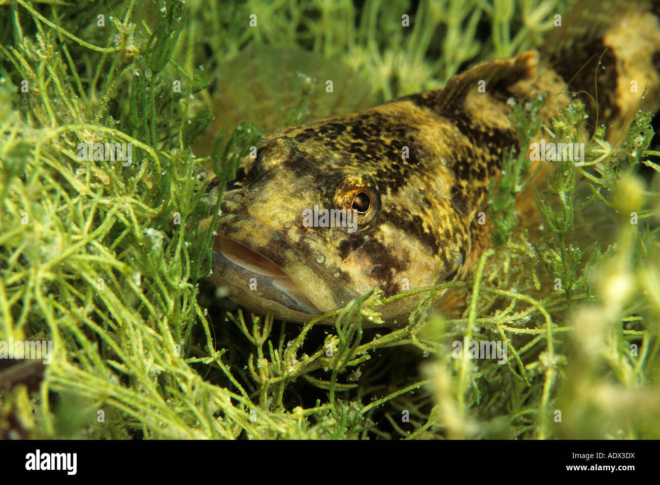 Bullhead cottus gobio nature reserve hi-res stock photography and ...