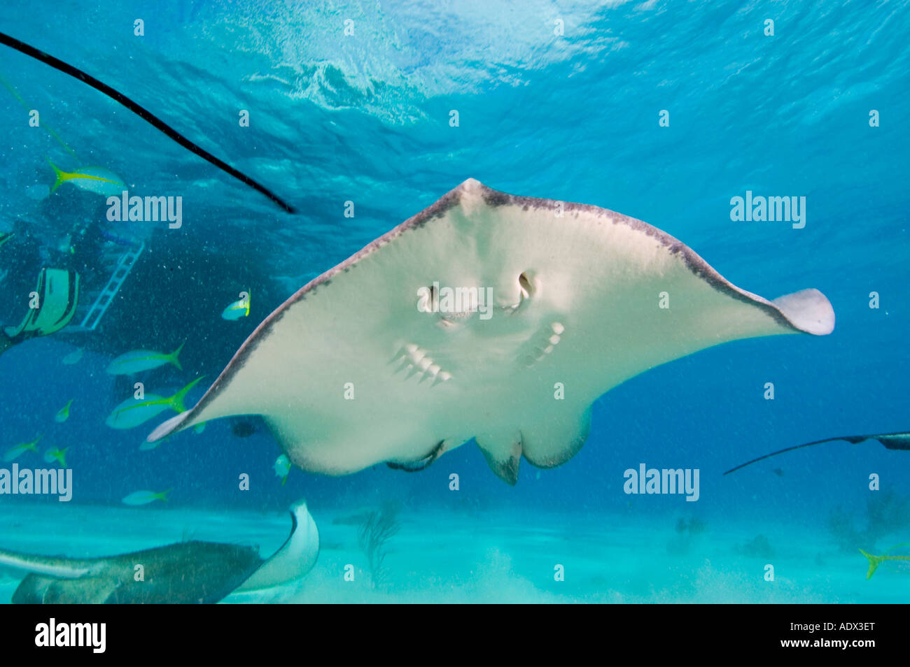 Smiling Stingray Tumblr