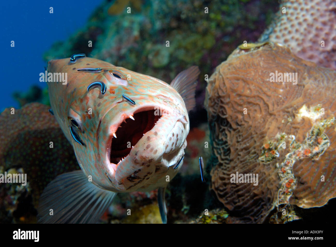Tiger grouper mycteroperca tigris hi-res stock photography and images ...