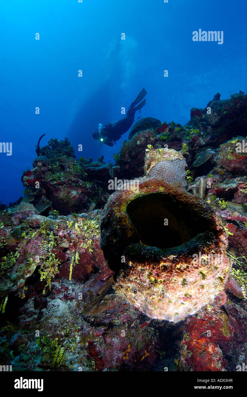 Caribbean giant barrel sponge hi-res stock photography and images - Alamy