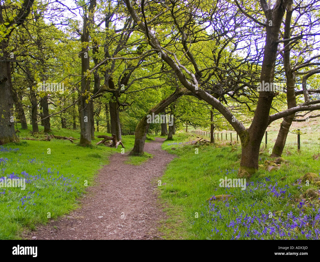 Woodland path in Spring Stock Photo - Alamy