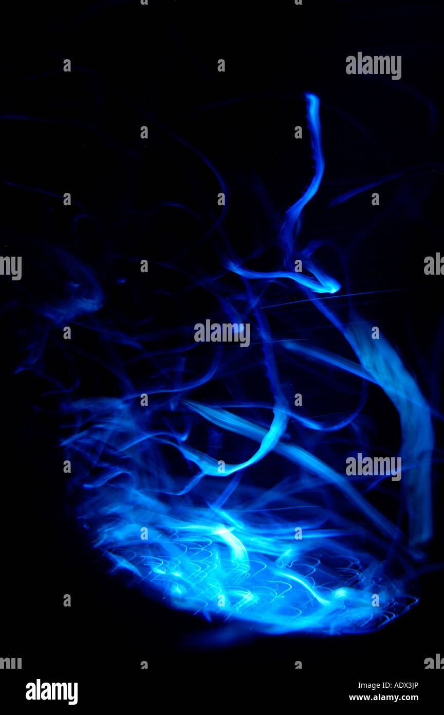 Night Worms in gleam of torch Caribbean Sea Tobago Stock Photo - Alamy