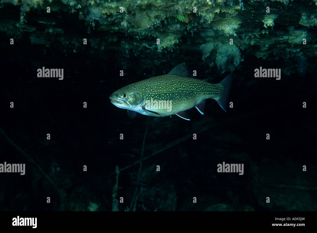 Salmo italy hi-res stock photography and images - Alamy