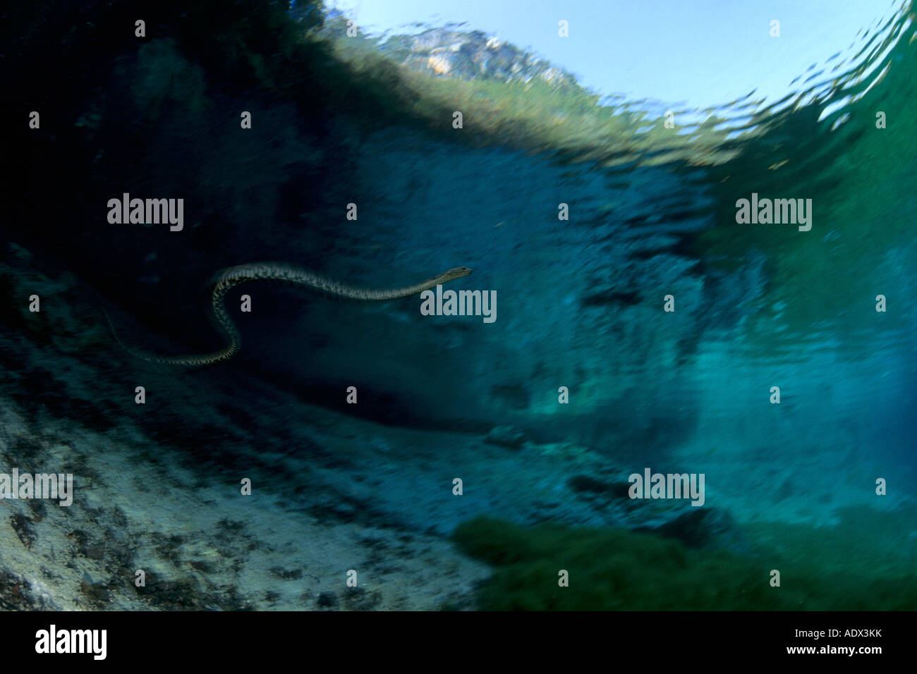 freshwater snake swimming Natrix natrix Cornino Lake Friaul Italy Stock ...