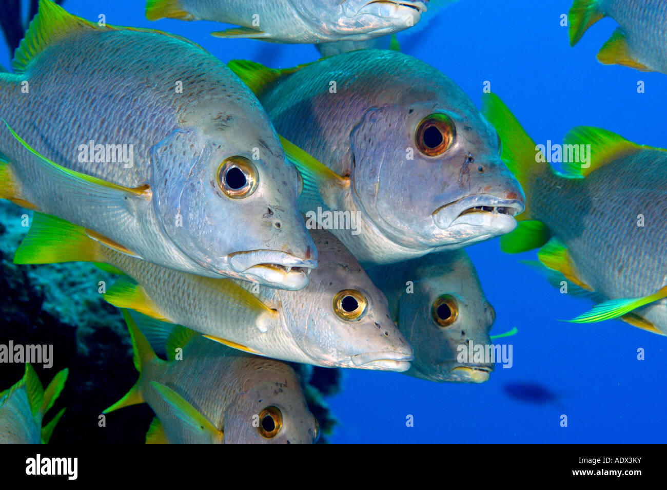 Schoolmaster Snapper