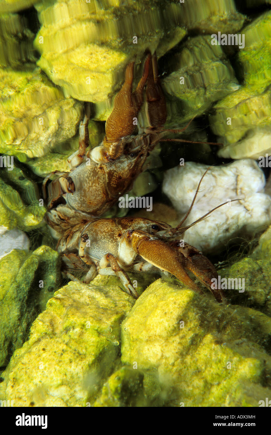 Freshwater shrimp hi-res stock photography and images - Alamy