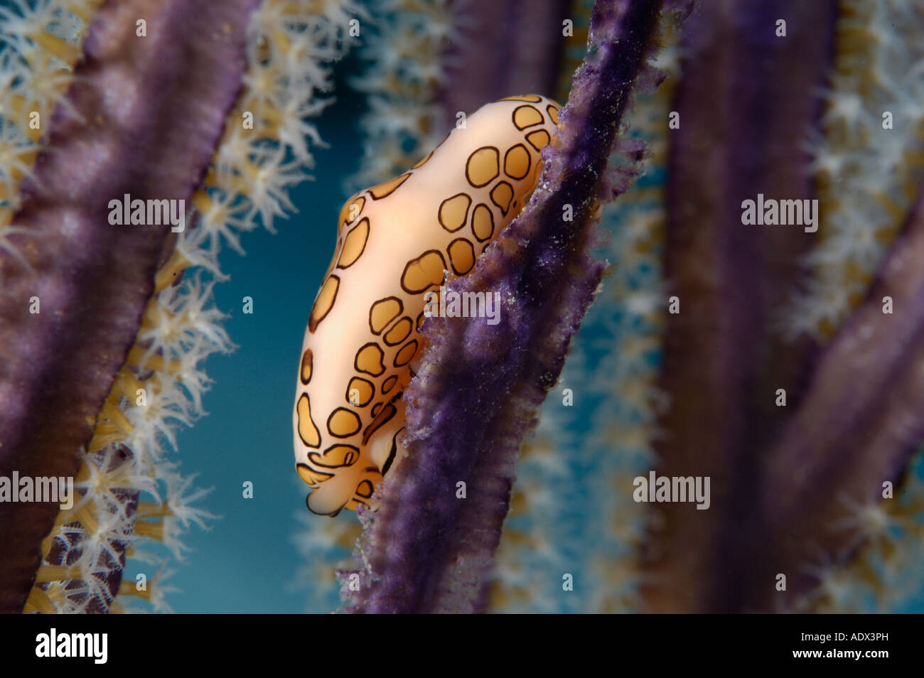 All jamaica marine hi-res stock photography and images - Alamy