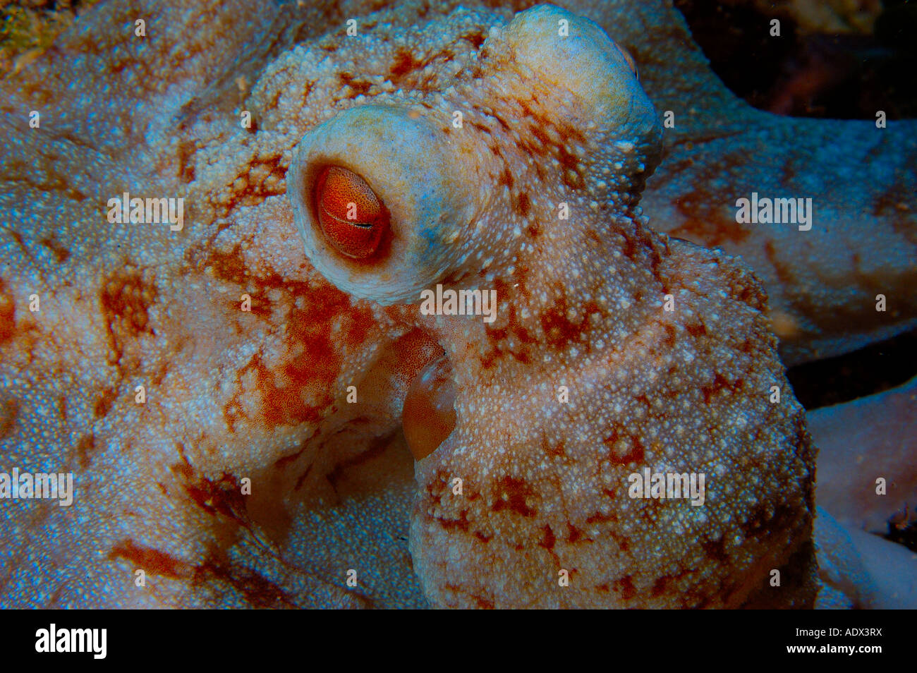 Juvenile cuttlefish hi-res stock photography and images - Alamy