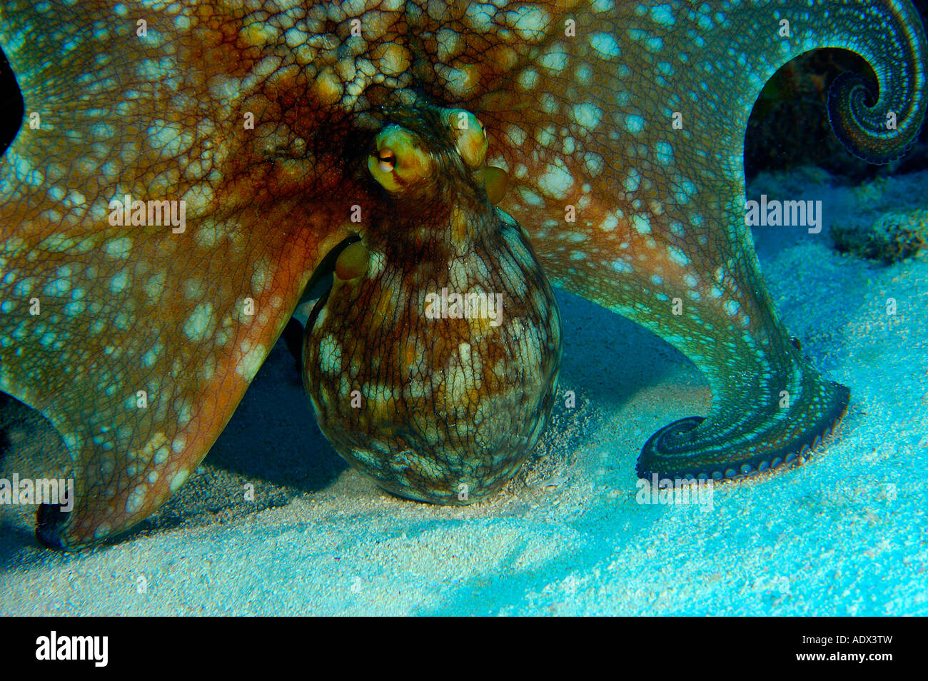 Octopus escape hi-res stock photography and images - Alamy