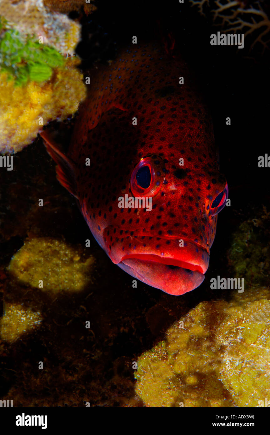 Coney fish caribbean hi-res stock photography and images - Alamy