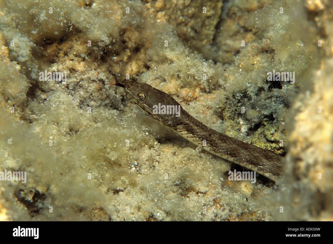 freshwater snake Natrix natrix Cornino Lake Friaul Italy Stock Photo ...