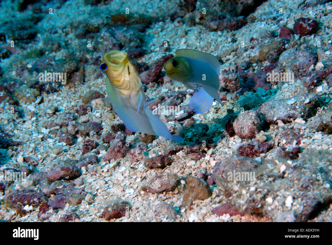 Jawfish hi-res stock photography and images - Alamy