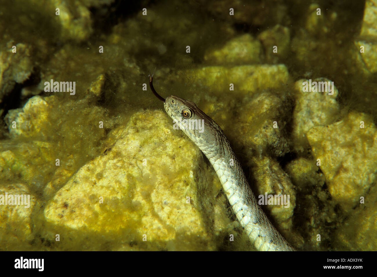 freshwater snake Natrix natrix Cornino Lake Friaul Italy Stock Photo ...