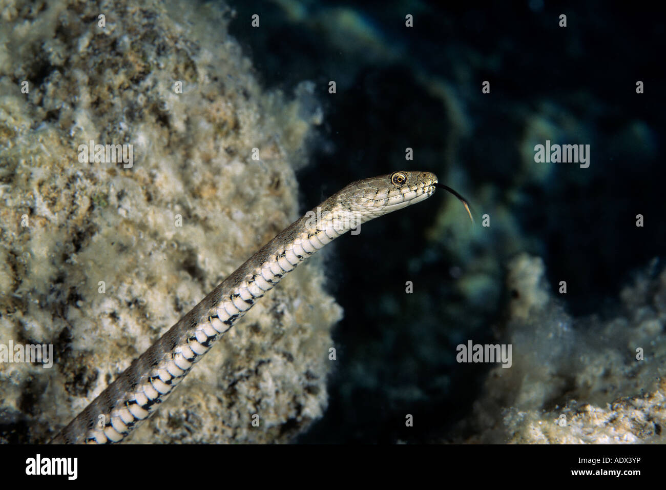 freshwater snake Natrix natrix Cornino Lake Friaul Italy Stock Photo ...