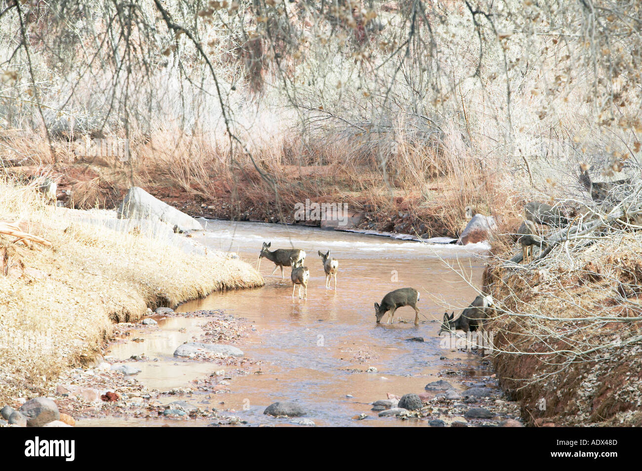 Deer drinking water in stream hi-res stock photography and images - Alamy
