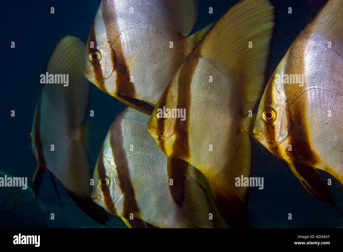 Longfin spadefish hi-res stock photography and images - Alamy
