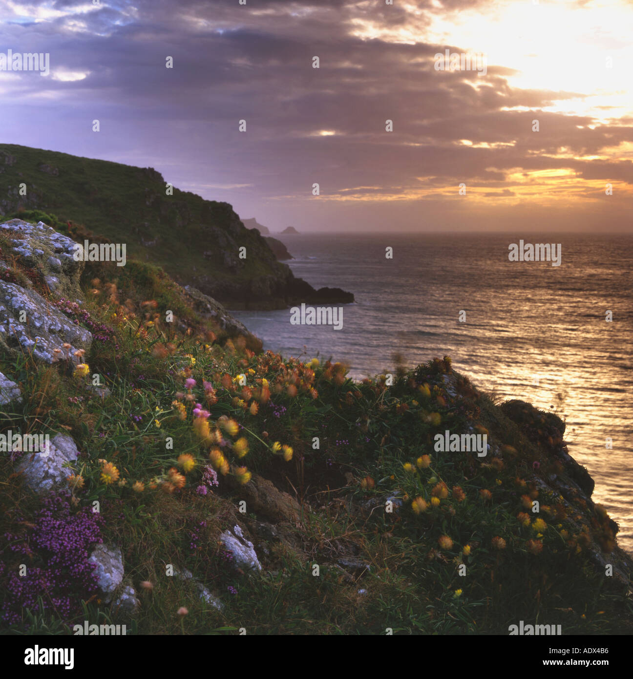 Plants blowing in wind sunset hi-res stock photography and images - Alamy