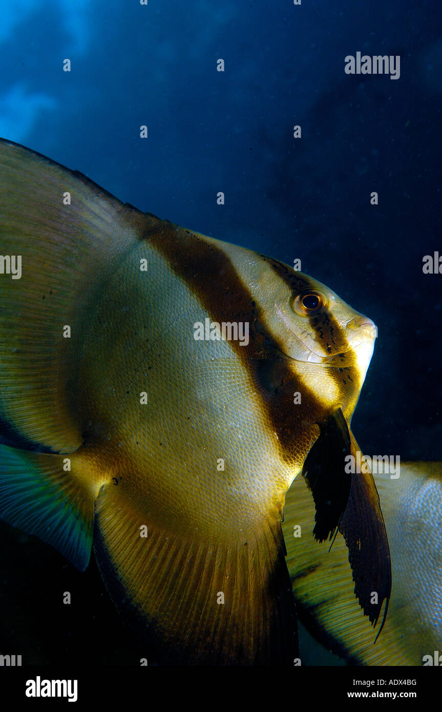 Longfin spadefish hi-res stock photography and images - Alamy
