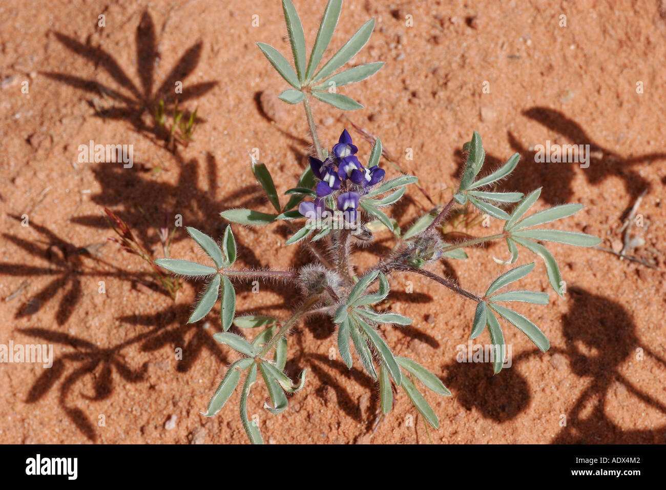 Filaree Storksbill wildflower Arizona USA Stock Photo - Alamy