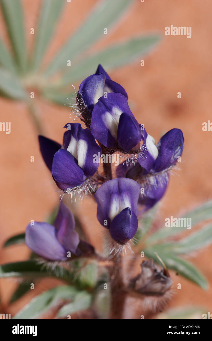 Desert Lupine wildflower Arizona USA Stock Photo - Alamy