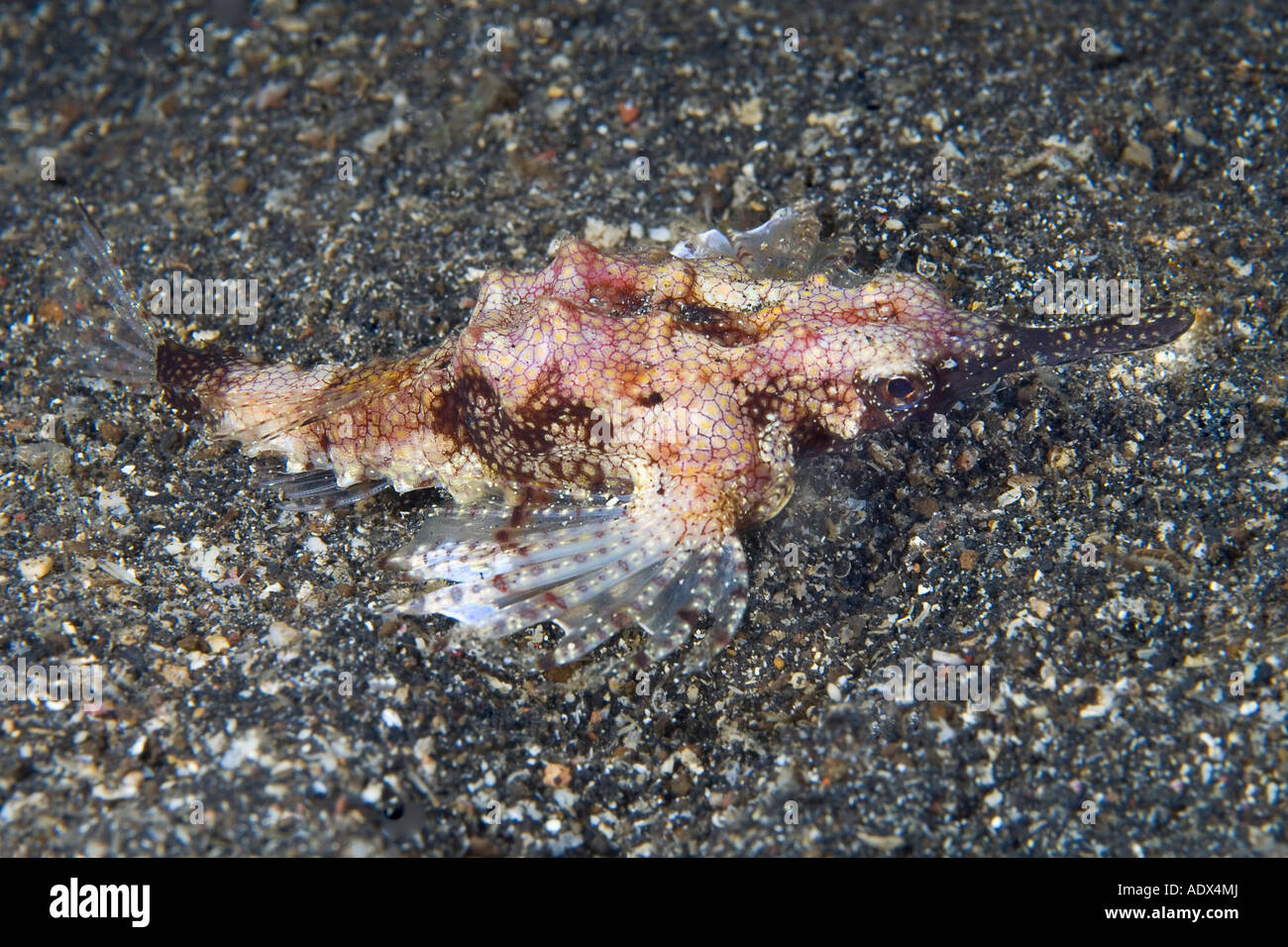 Sea moth fish hi-res stock photography and images - Alamy
