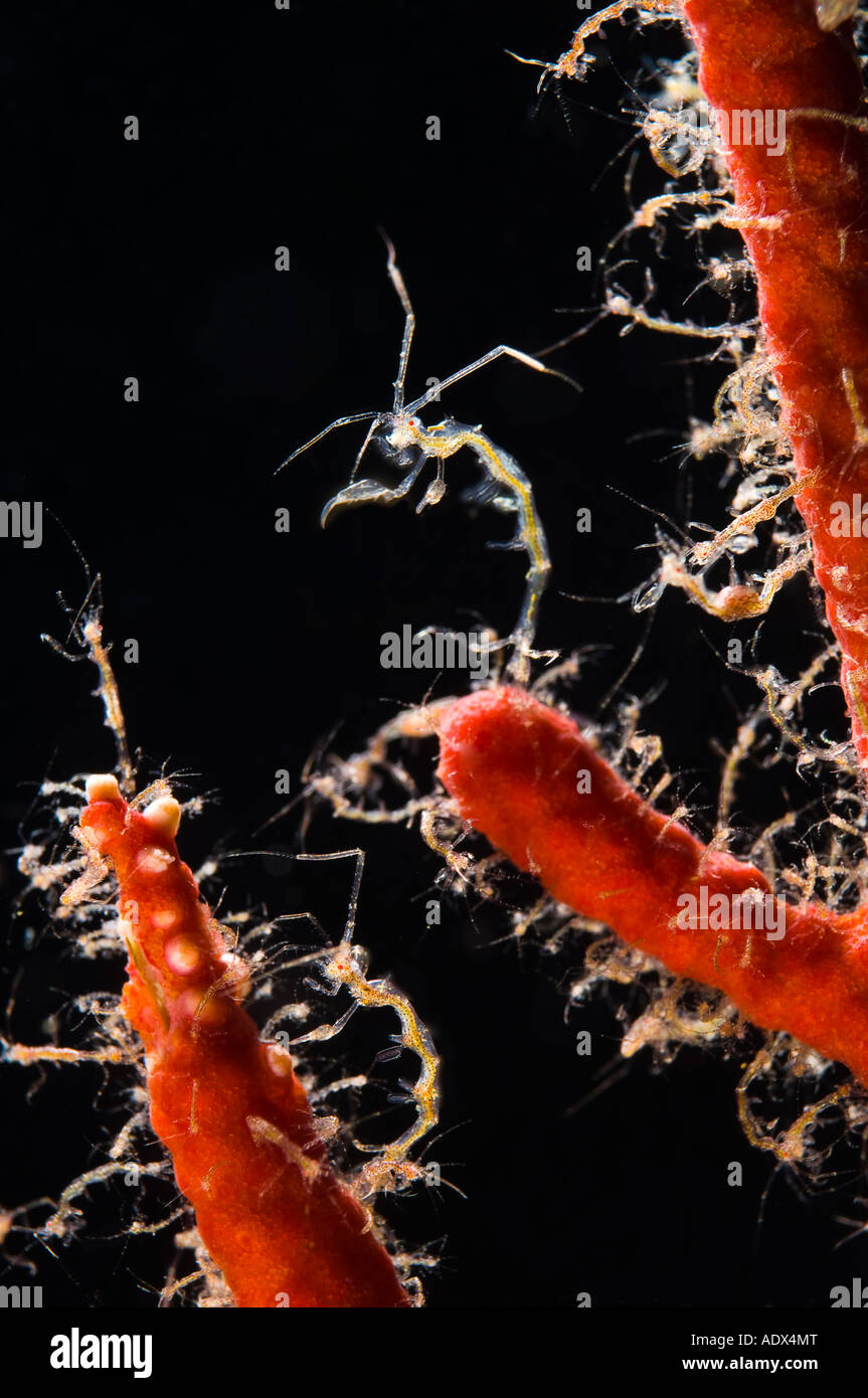 Skeleton shrimp caprella sp hi-res stock photography and images - Alamy