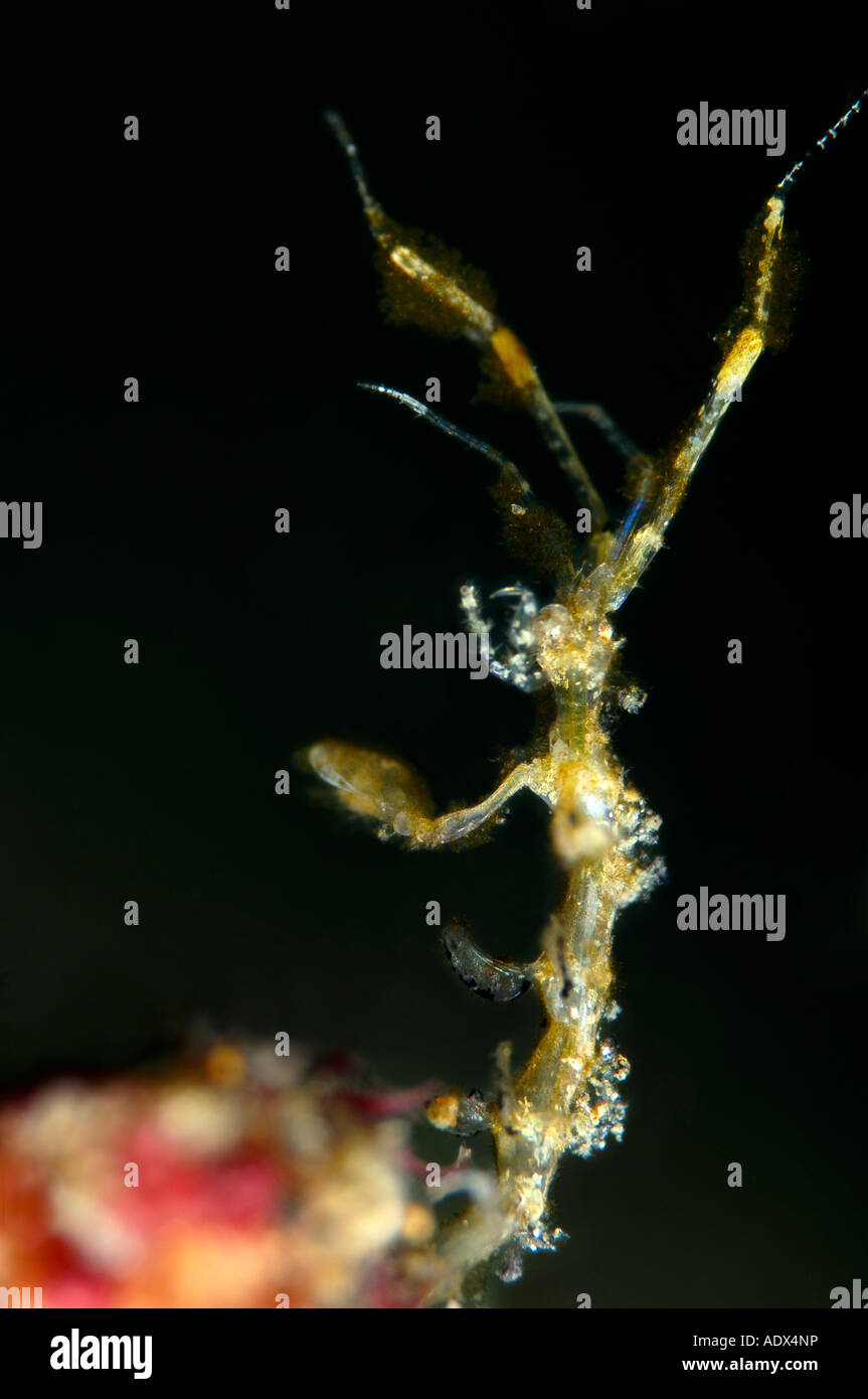 Caprella hi-res stock photography and images - Alamy