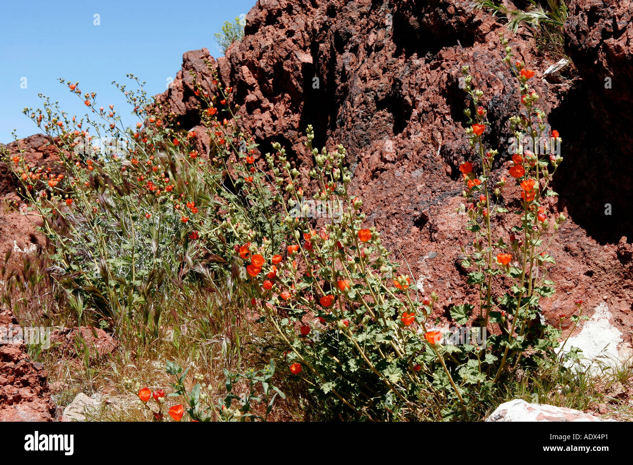 Wildflowers blooming in the Arizona desert USA Stock Photo - Alamy