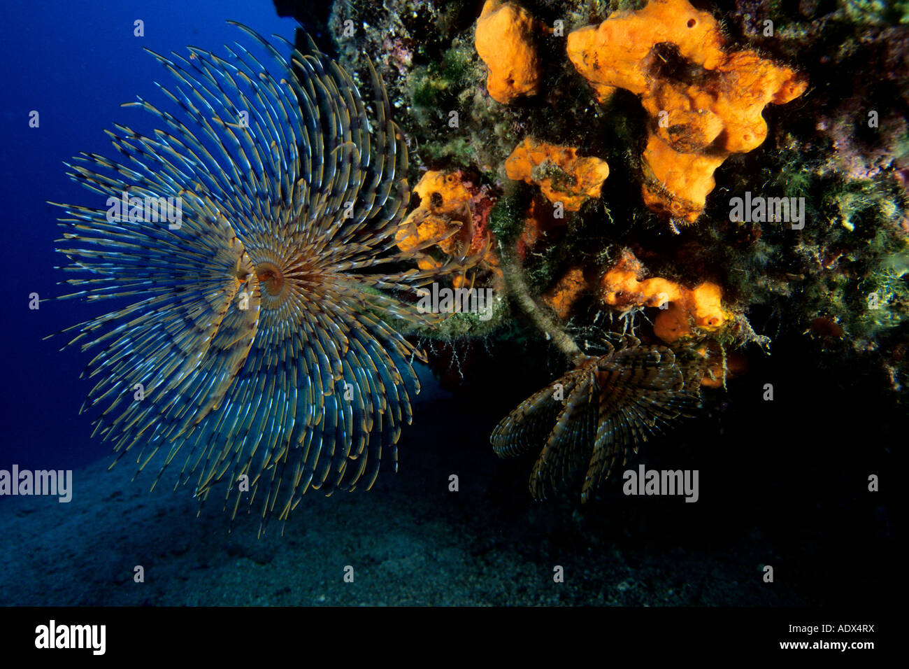 Mediterranean fan worm Sabella spallanzanii Kas Lycia Region ...