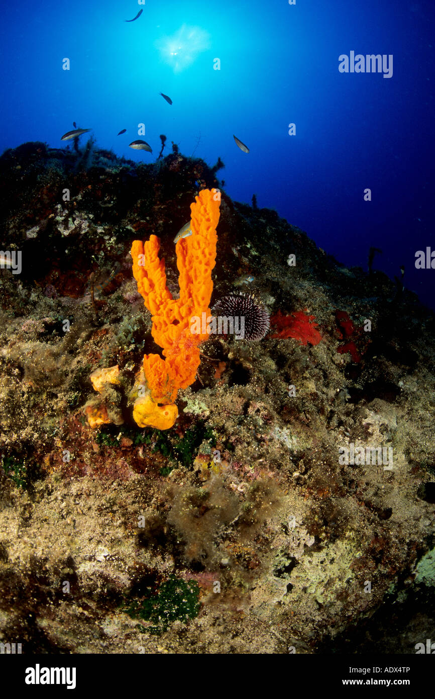 sponge at Reef Axinella cannabina Kas Lycia Region Mediterranean Sea ...