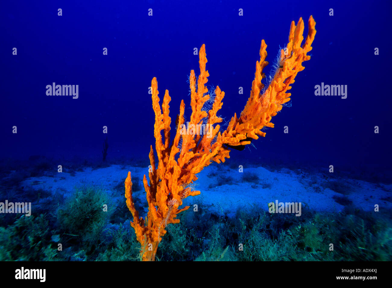 Mediterranean sponge Axinella cannabina Kas Lycia Region Mediterranean ...