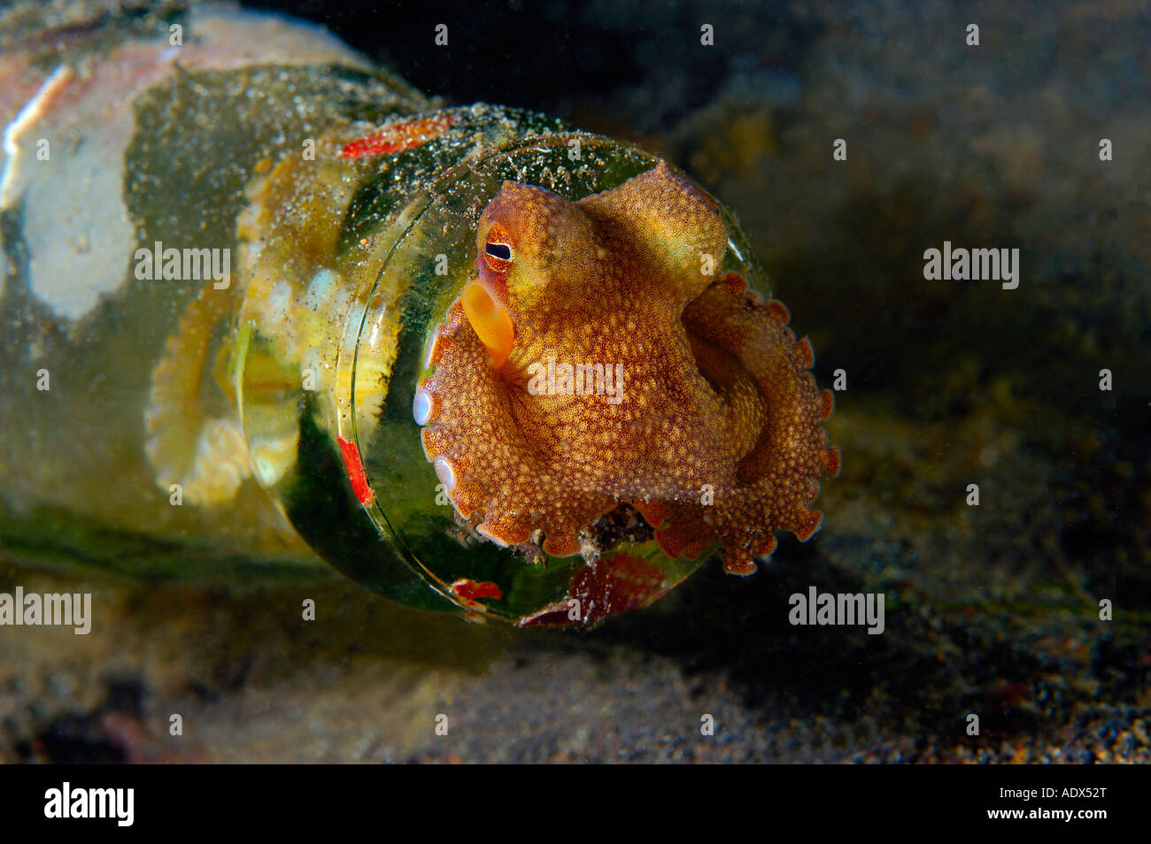 Juvenile reef octopus hi-res stock photography and images - Alamy