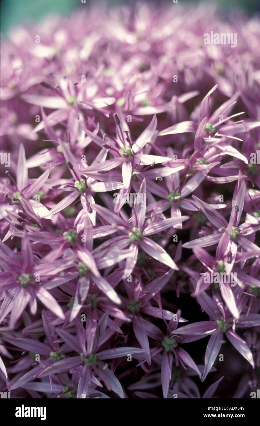Petals on alium flower hi-res stock photography and images - Alamy
