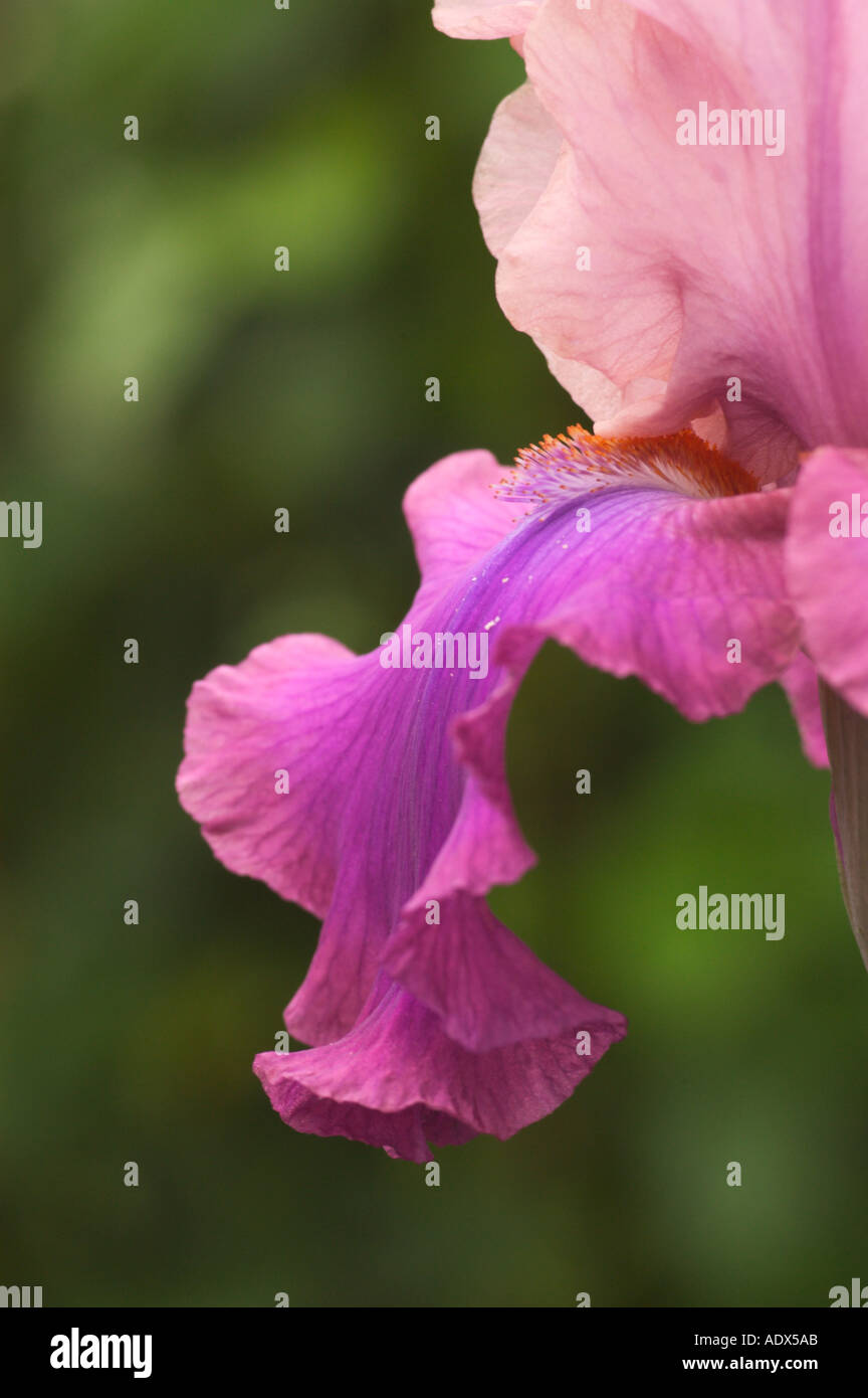 Magenta Bearded Iris under overcast light Fort Mason Community Garden ...