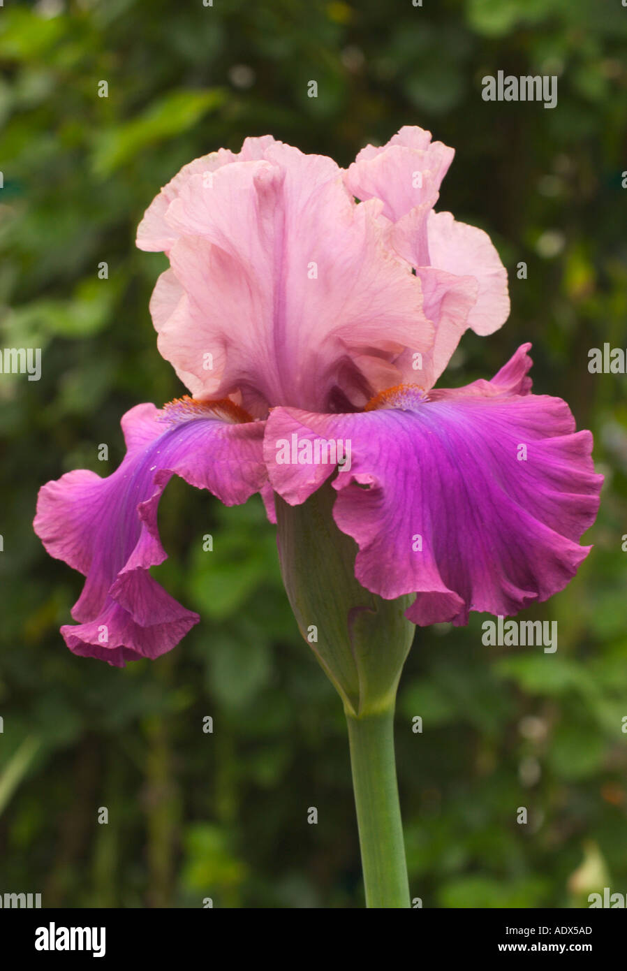 Magenta Bearded Iris under overcast light Fort Mason Community Garden ...