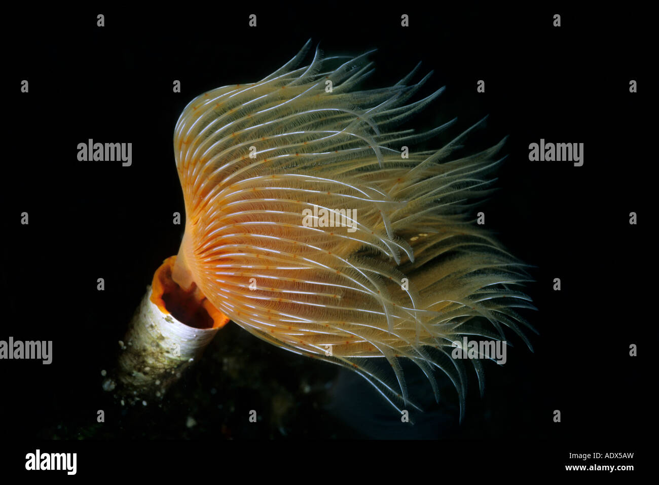 tube worm Protula tubularia Kas Lycia Region Mediterranean Sea Turkey ...