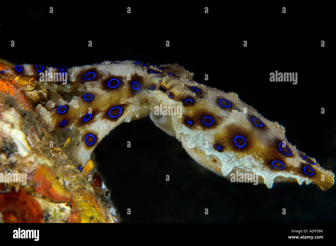 Mimikri High Resolution Stock Photography and Images - Alamy