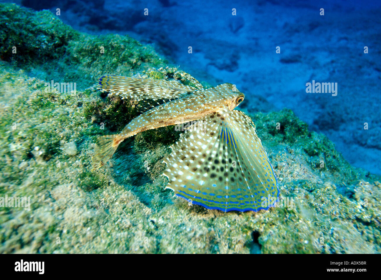 Flying gurnard dactylopterus volitans hi-res stock photography and ...