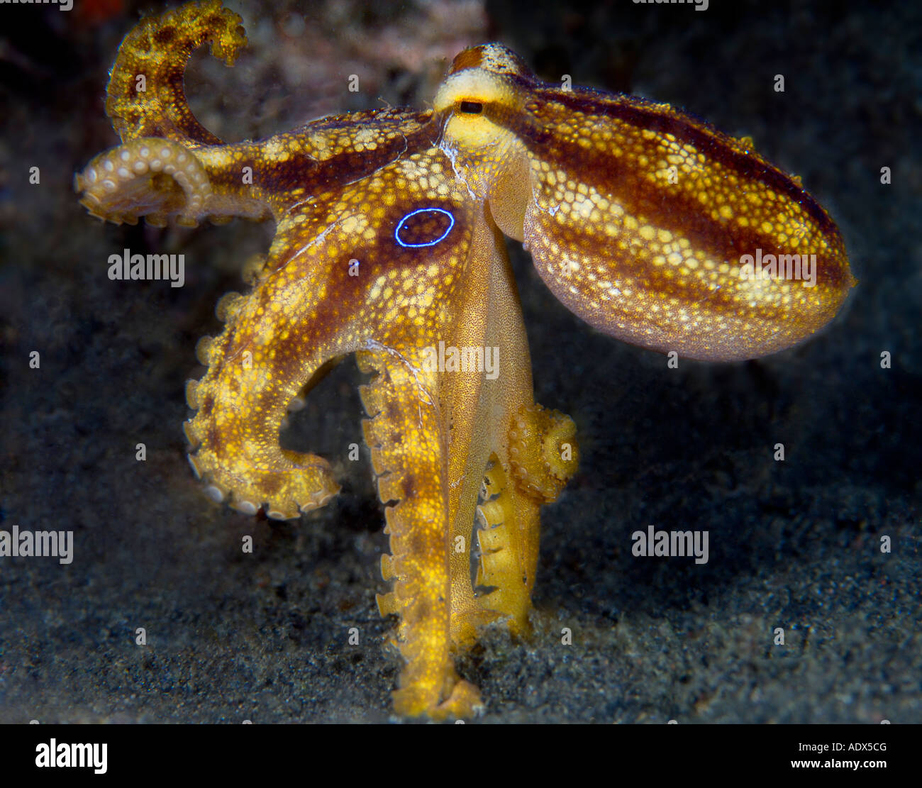 Blue klein ink hi-res stock photography and images - Alamy