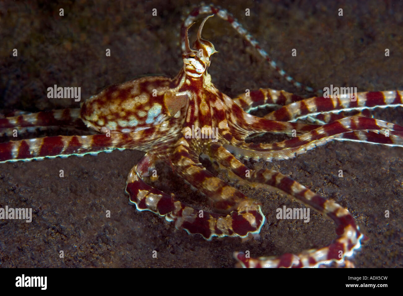 Mimikri High Resolution Stock Photography and Images - Alamy