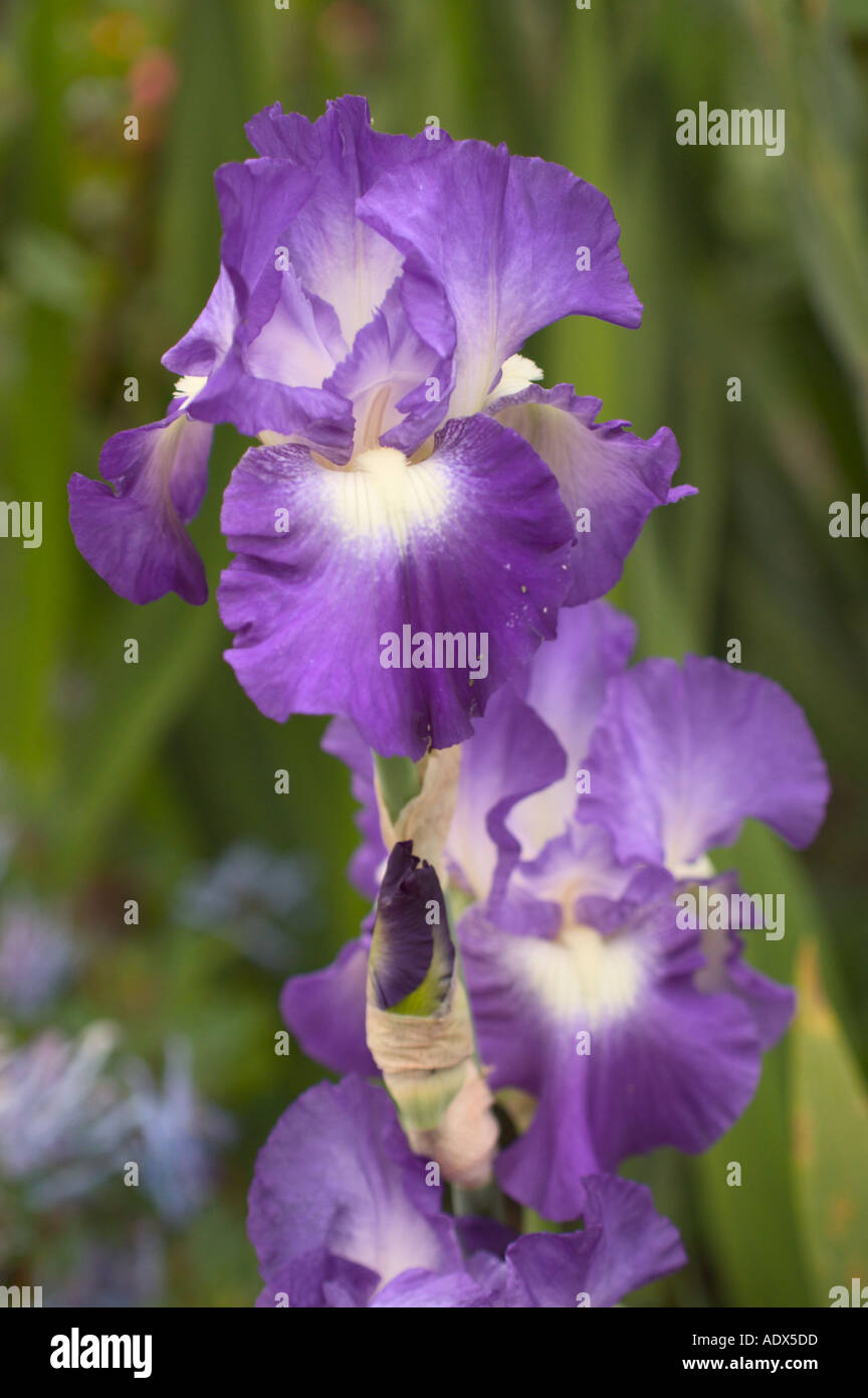 City lights iris hi-res stock photography and images - Alamy