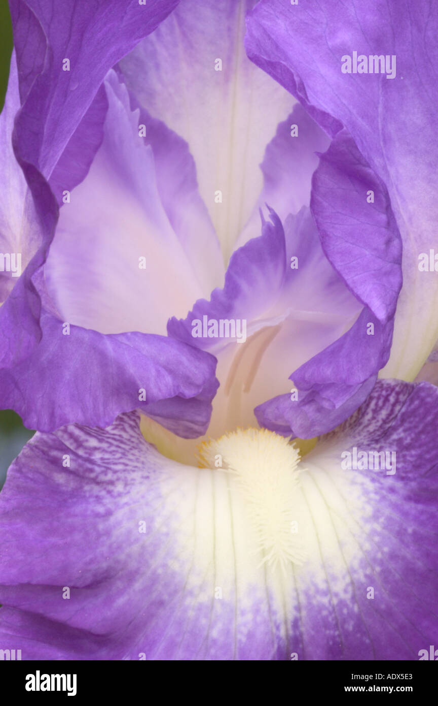 Bearded Iris City Lights Fort Mason Community Garden San Francisco ...