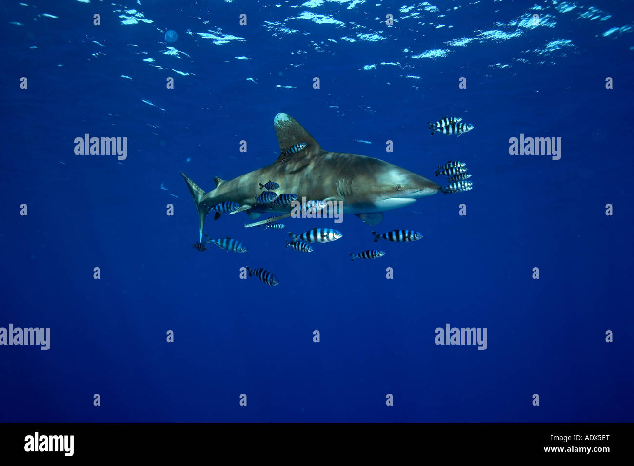 oceanic whitetip shark accompanied by pilot fishes Carcharhinus ...