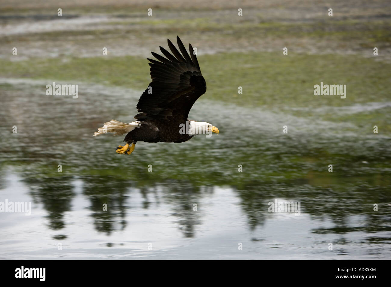 bald eagle Haliaeetus leucocephalus Alexander Archipelago USA Alaska ...